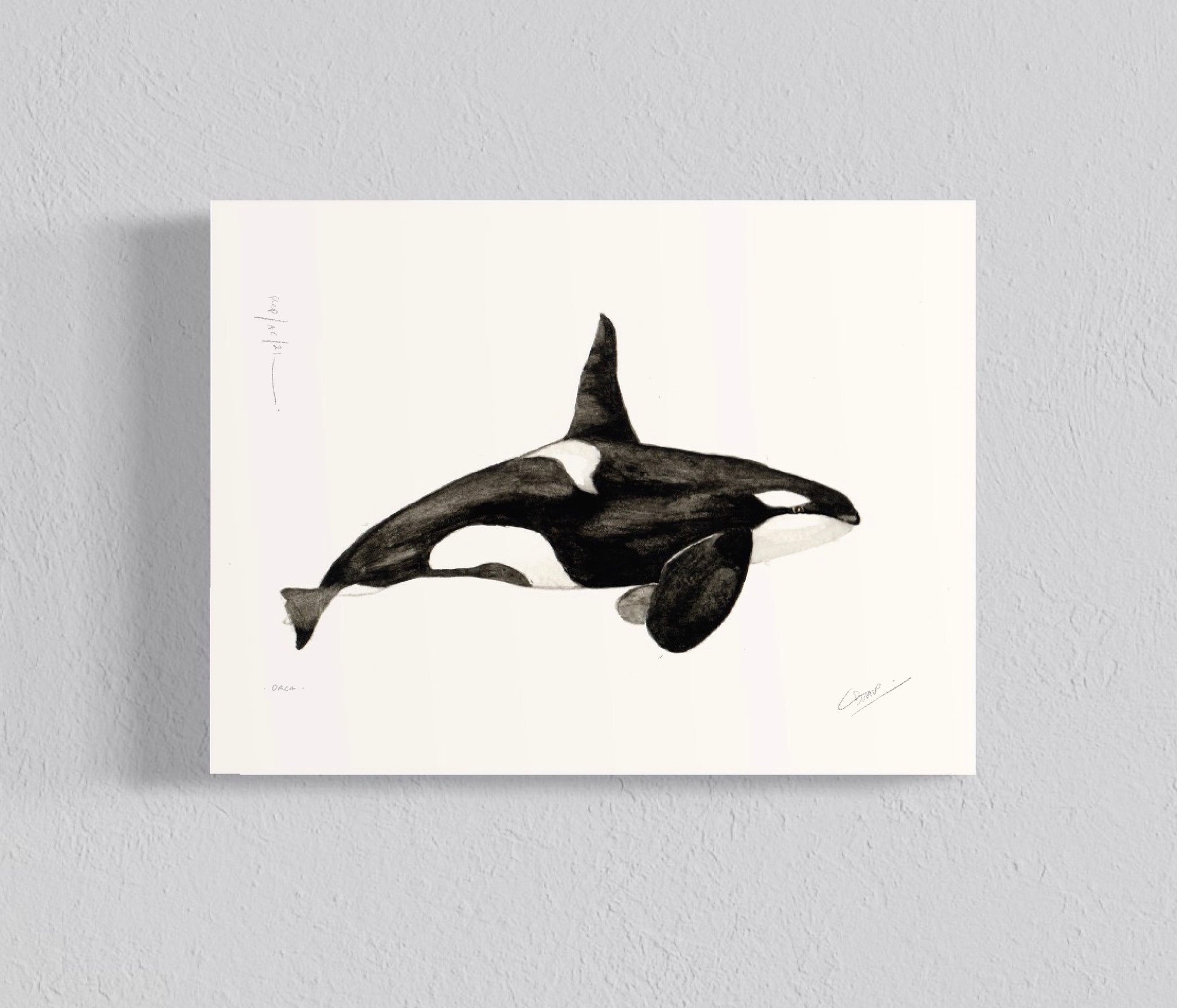 Ilustración Orca – torcachile